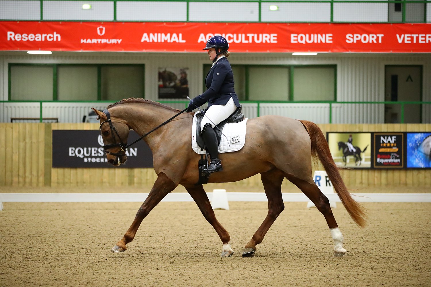 Hartpury BD - 14/1/23 - Equine Event Galleries - 2023 - Jasmine Punter Photography