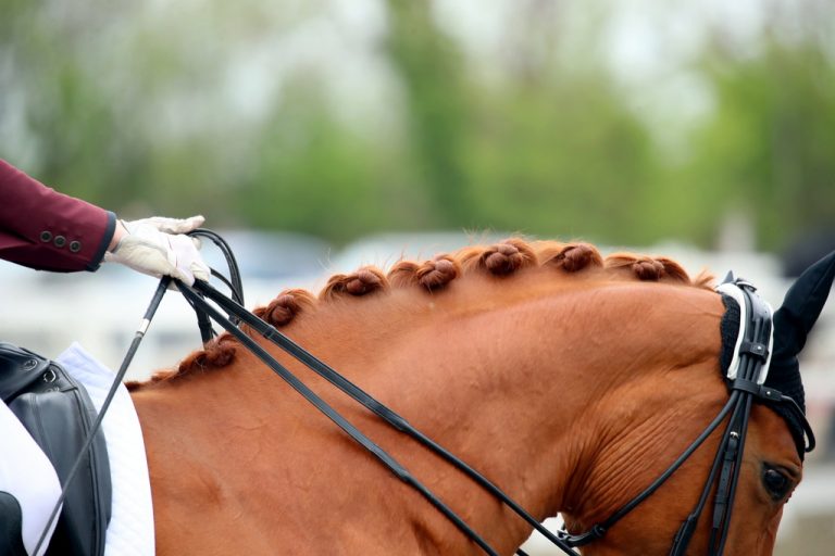 Equine Event Photography - Jasmine Punter Photography